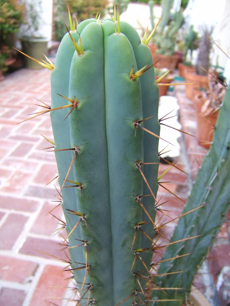 Trichocereus Blog: Lumberjack (Trichocereus bridgesii)