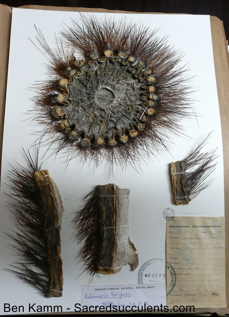 Trichocereus tarijensis / Echinopsis tarijensis – Trichocereus.net ...