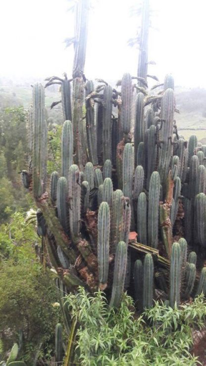 Trichocereus sp. SAN MARCOS – Some more photos – Trichocereus.net ...