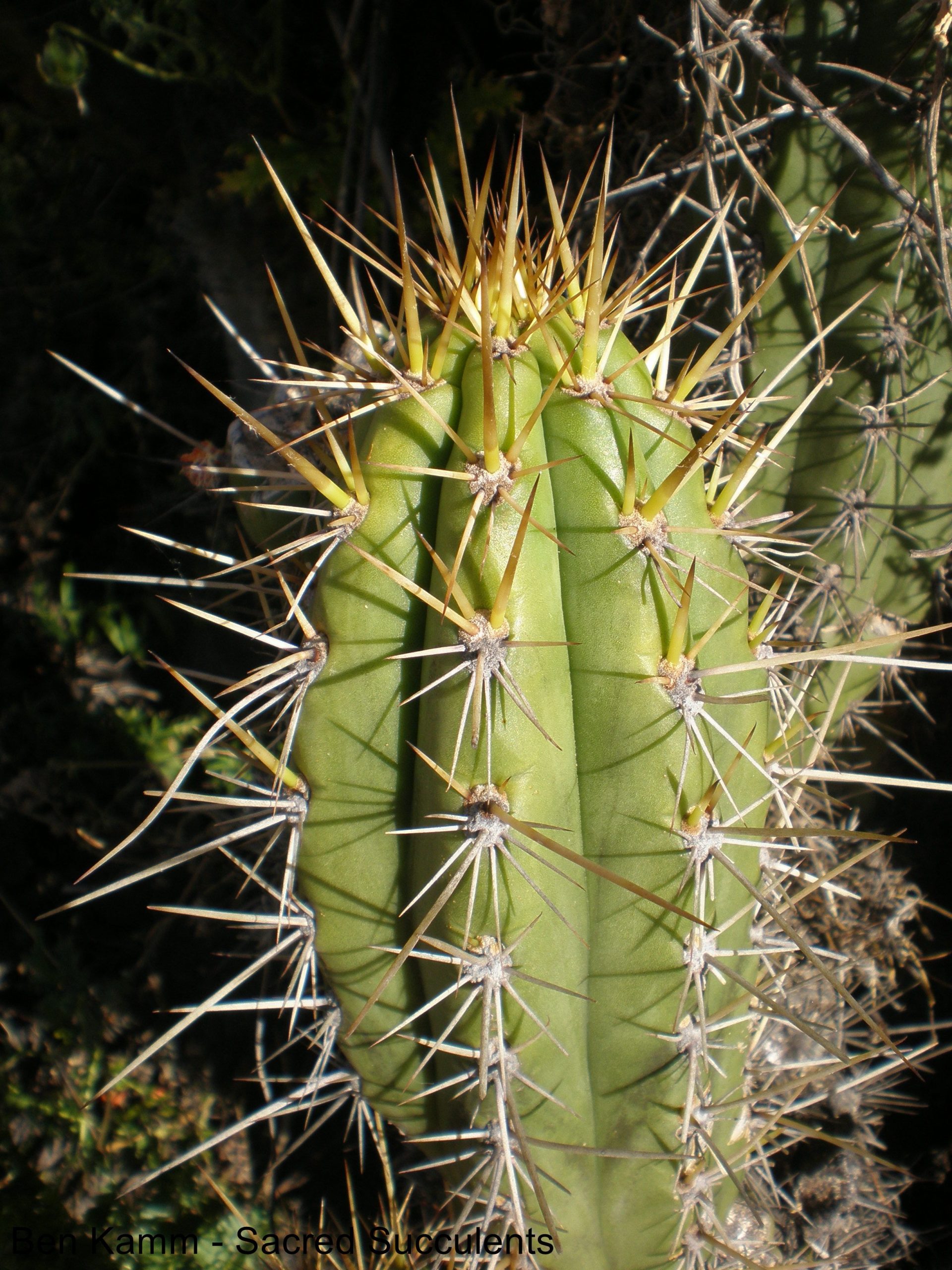 Trichocereus Species from the Sacred Succulents Trips – Trichocereus ...