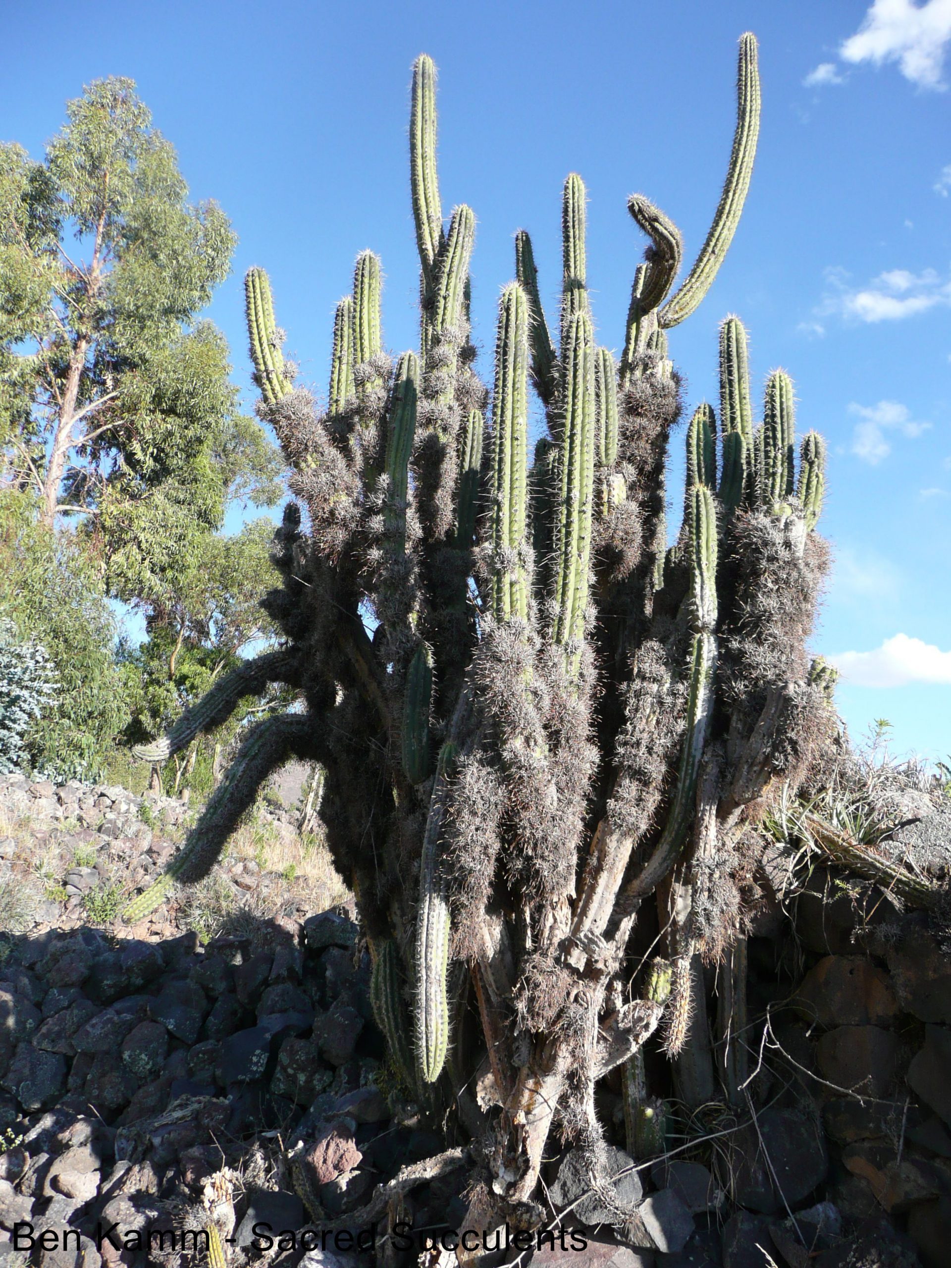 Trichocereus Species from the Sacred Succulents Trips – Trichocereus ...