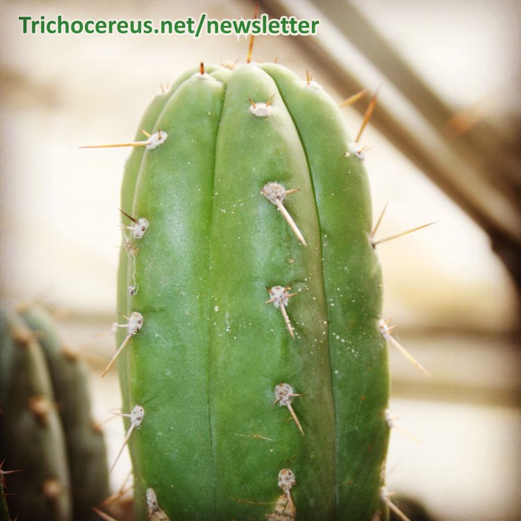 Trichocereus pachanoi (Britton and Rose 1920) Echinopsis pachanoi