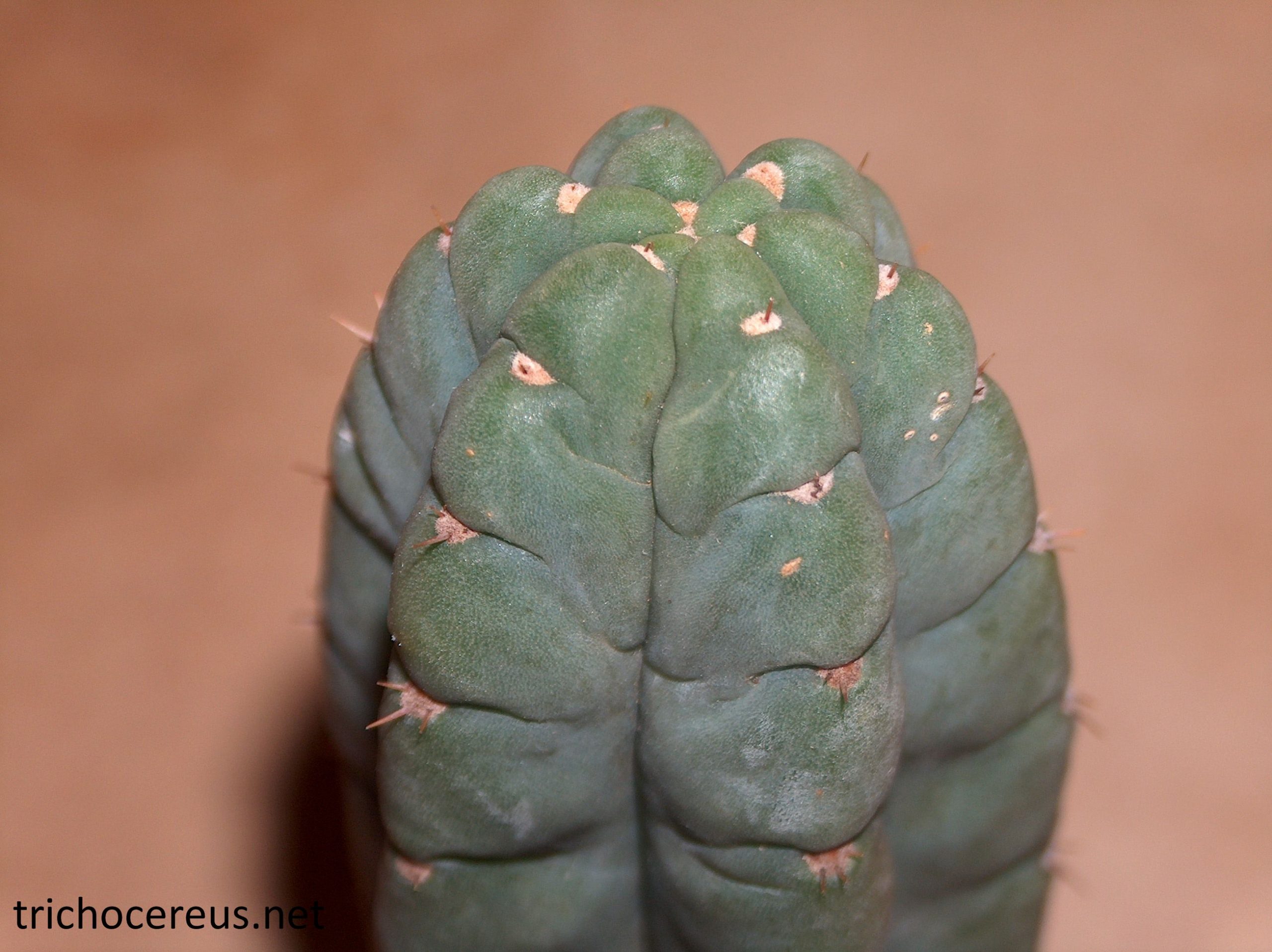 Trichocereus Pachanoi – Trichocereus.net – Cactus Seeds & Books!