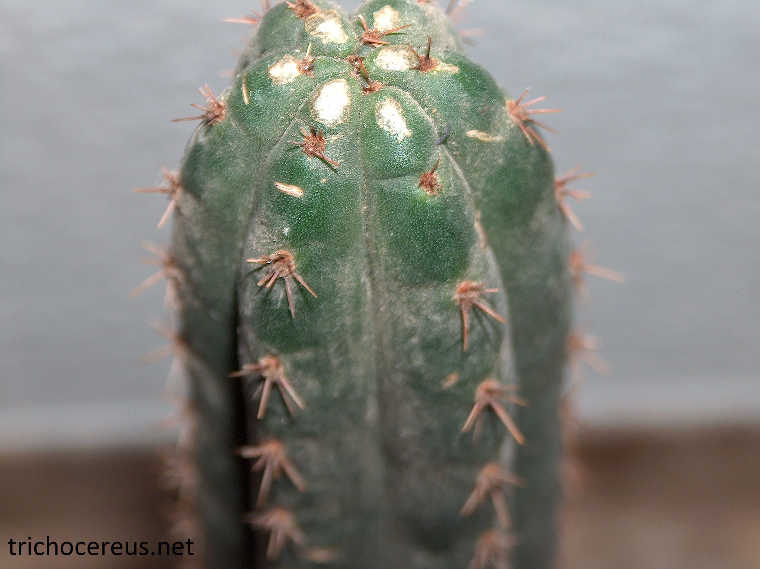 Trichocereus Peruvianus Torres & Torres Clone 60 – Trichocereus.net ...