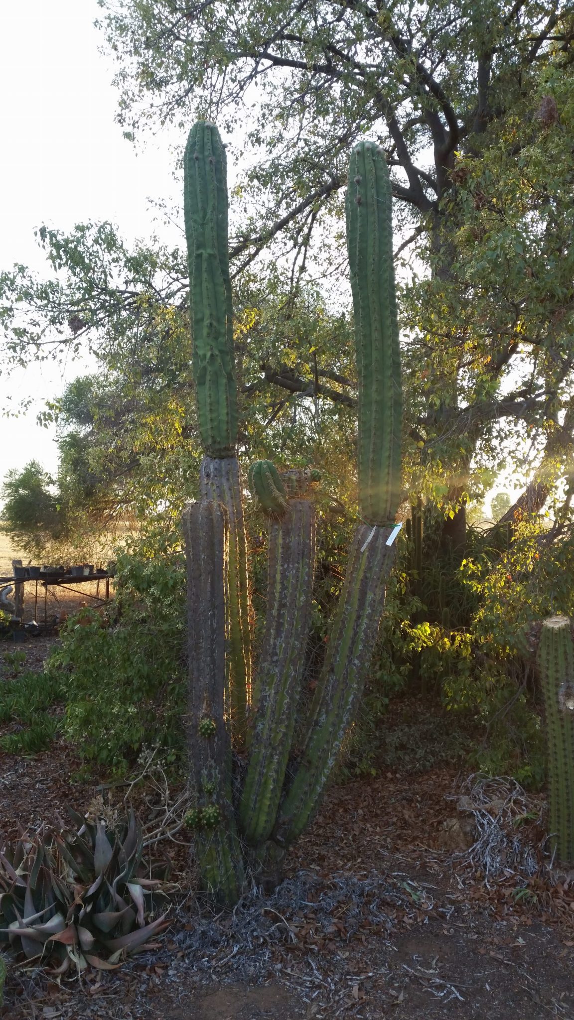 Fields Validus (Trichocereus) – Trichocereus.net – Cactus Seeds & Books!