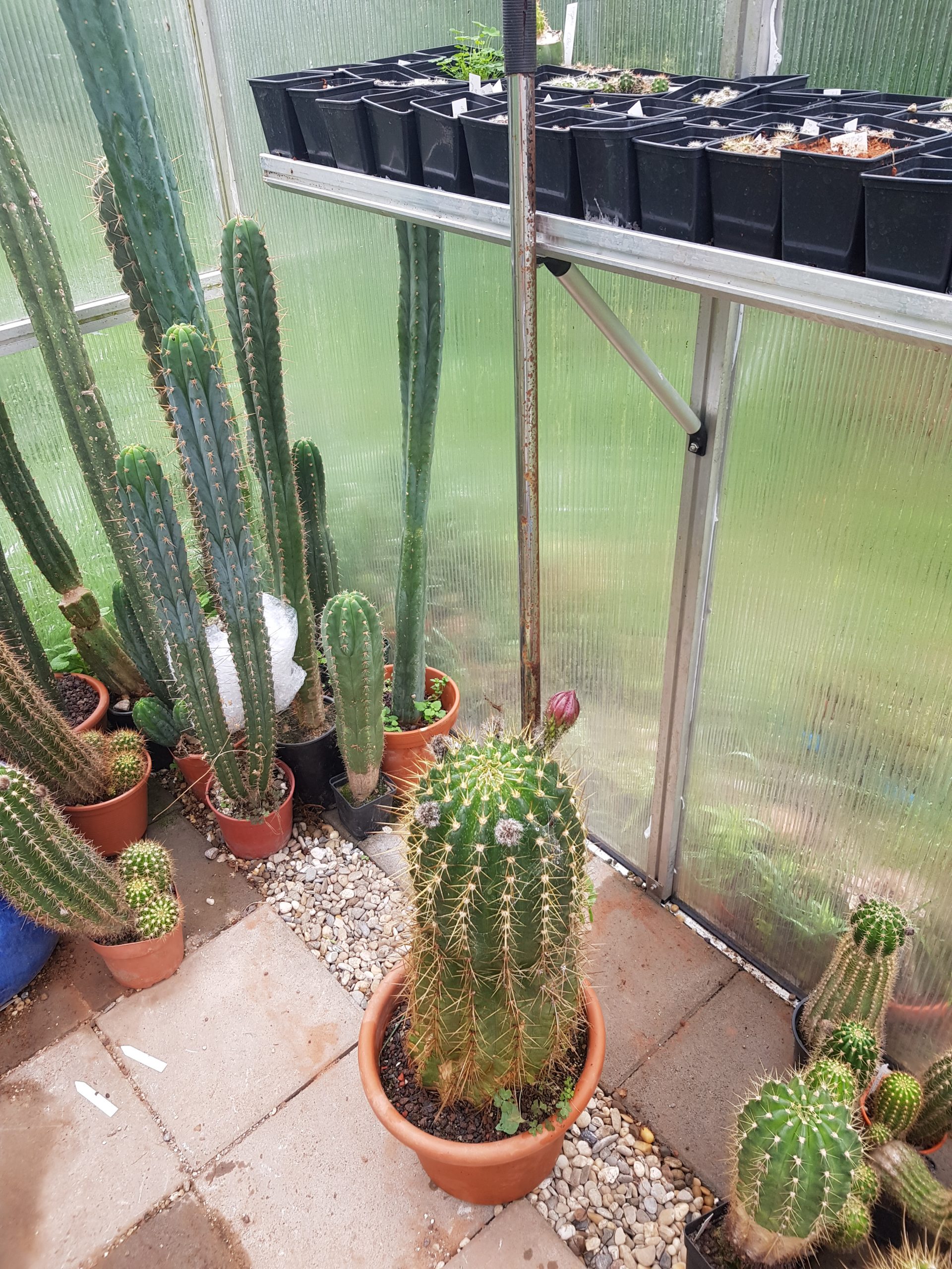 Fixing a crooked Plant – Gräsers Erfolg x SB – Trichocereus.net ...