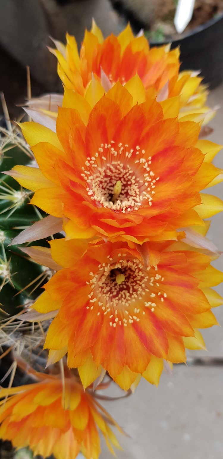MORE Lobivia BORN TO BE WILD – Trichocereus.net – Cactus Seeds & Books!