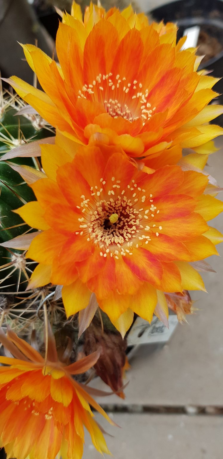 Lobivia Hybrids and Species | Trichocereus.net - Cactus Seeds and Books!