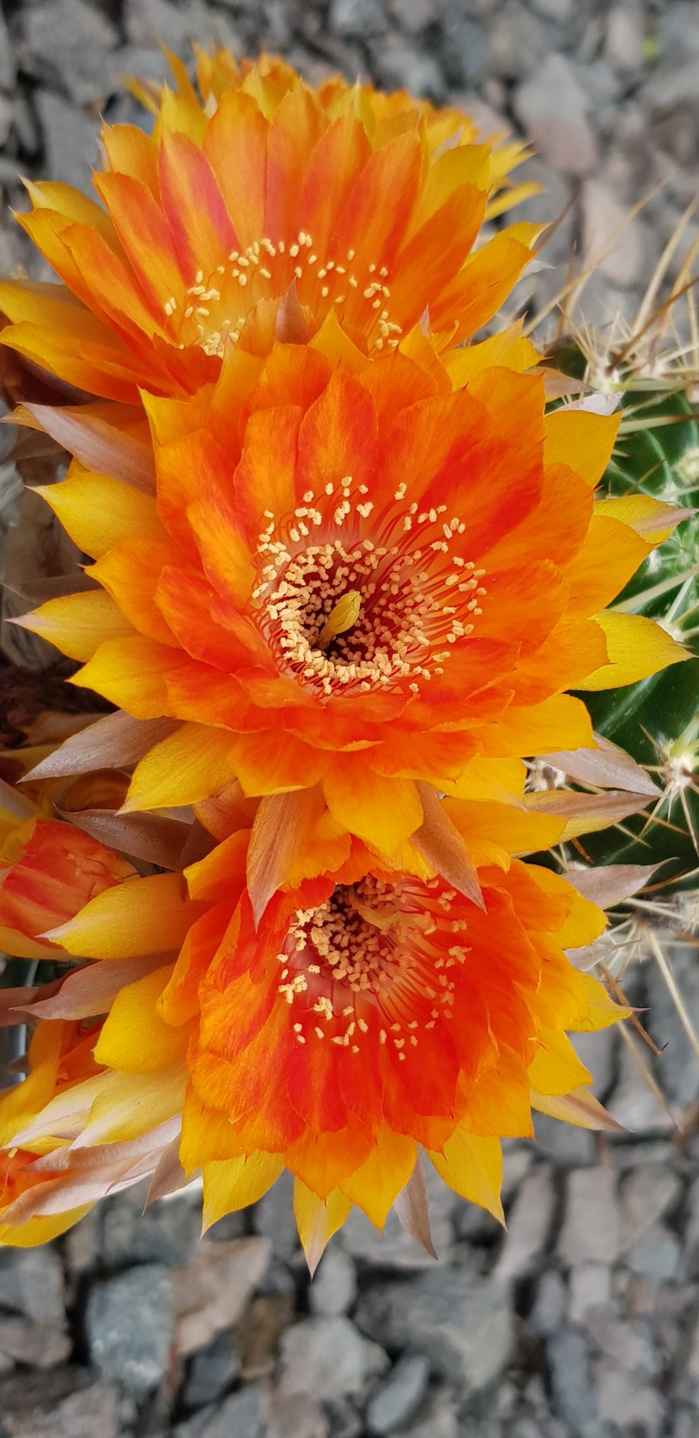 Lobivia Hybrids and Species | Trichocereus.net - Cactus Seeds and Books!