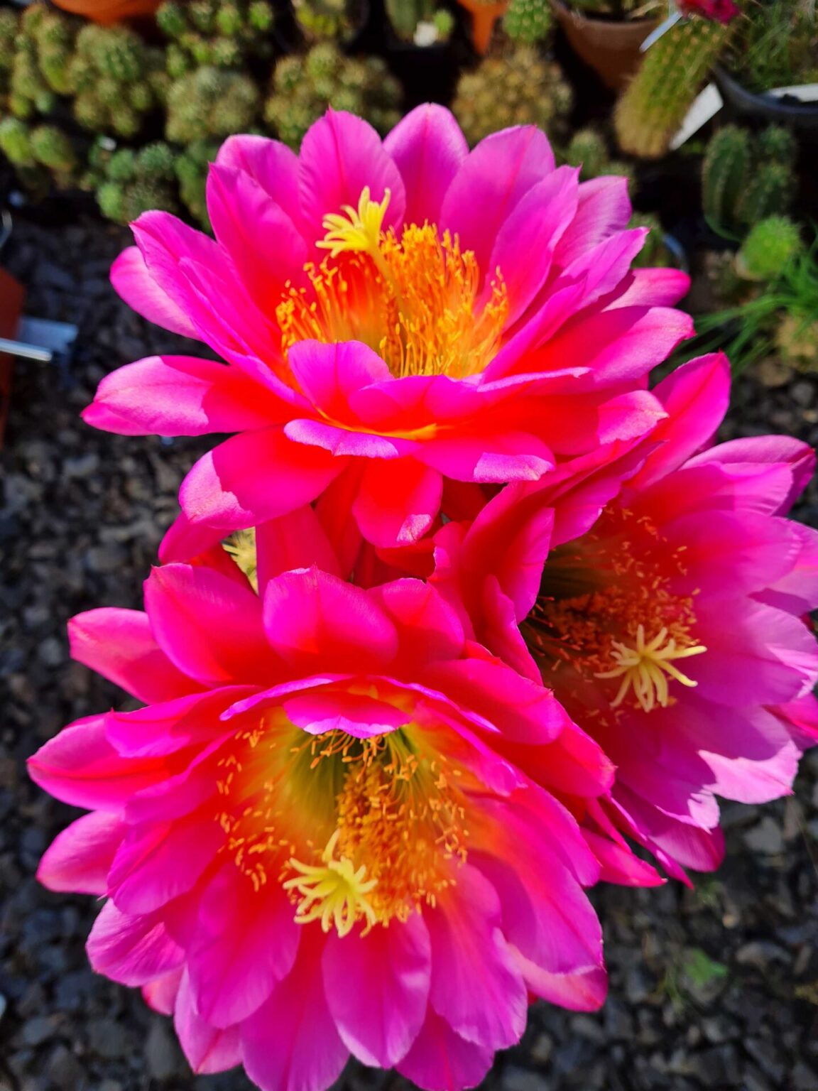 Cactus Seeds 2023 Season Pack (30 different crosses) – Trichocereus.net ...