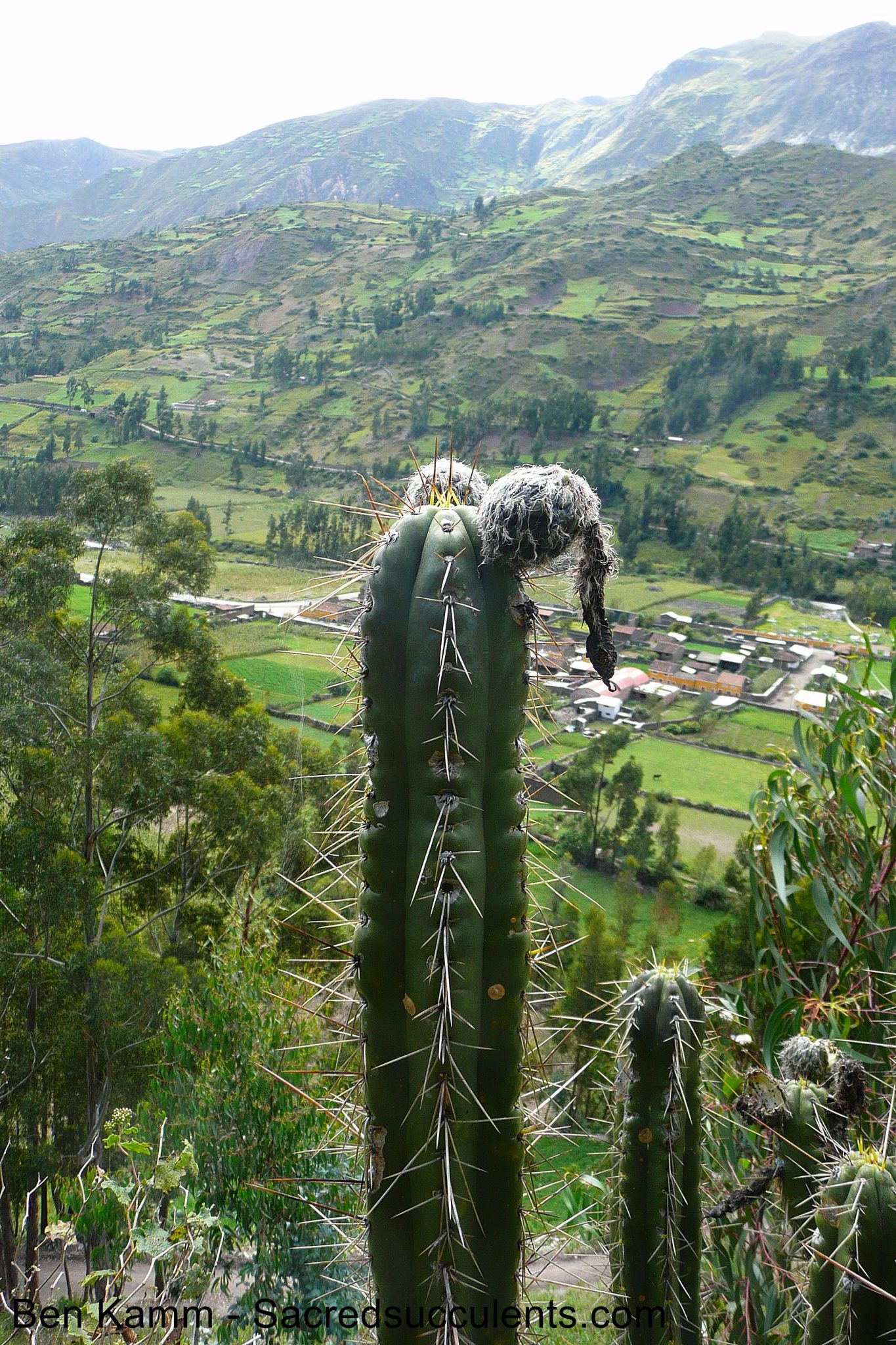 Chavín de Huántar: Trichocereus santaensis & El Lanzon