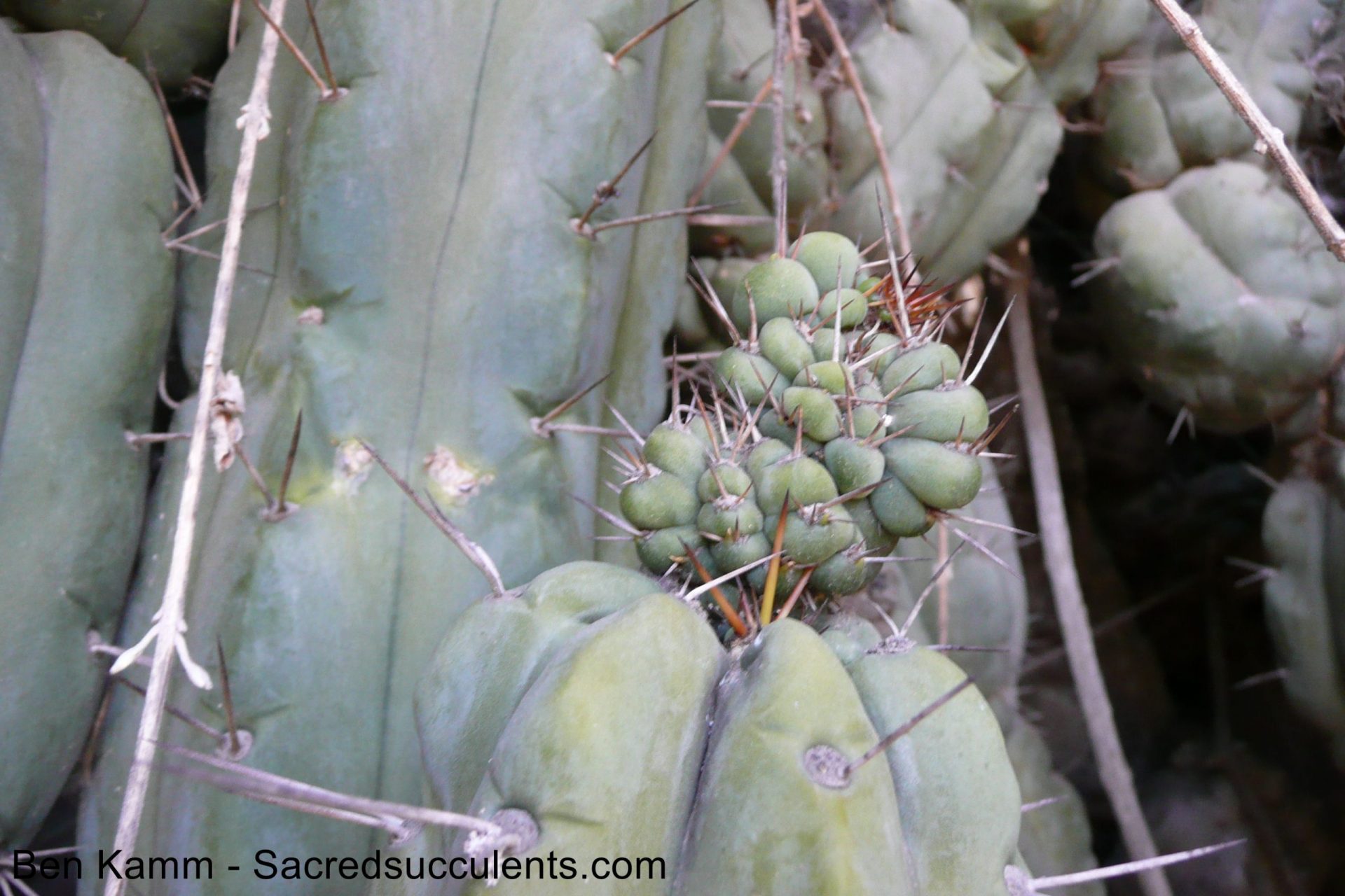 Trichocereus bridgesii / Echinopsis lageniformis in Bolivia – Trichocereus.net – Cactus Seeds ...