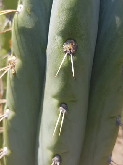 Trichocereus Australia: Photos of an amazing collection – Trichocereus ...