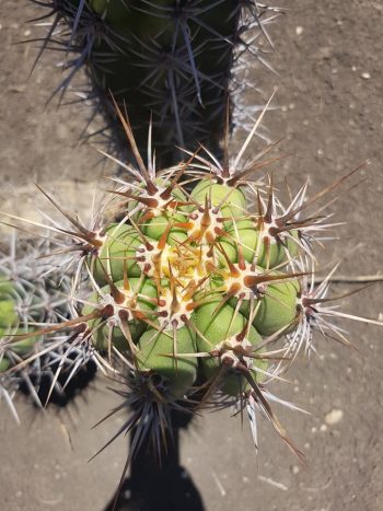 Trichocereus Australia: Photos of an amazing collection – Trichocereus ...