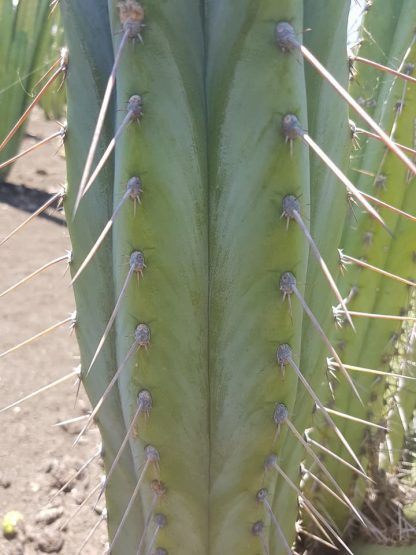 Trichocereus Australia: Photos of an amazing collection – Trichocereus ...