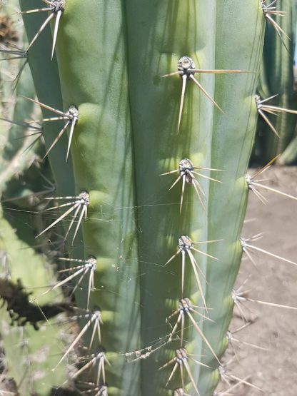 Trichocereus Australia: Photos of an amazing collection – Trichocereus ...