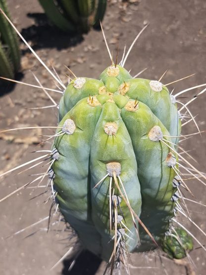 Trichocereus Australia: Photos of an amazing collection – Trichocereus ...
