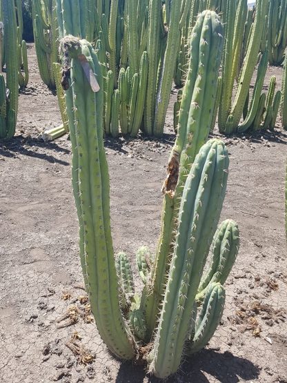 Trichocereus Australia: Photos of an amazing collection – Trichocereus ...
