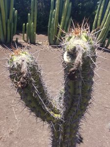 Trichocereus Australia: Photos of an amazing collection – Trichocereus ...