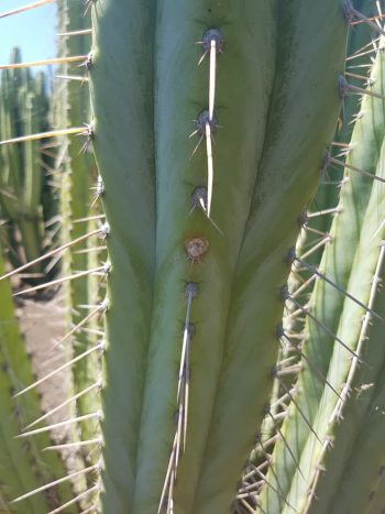 Trichocereus Australia: Photos of an amazing collection – Trichocereus ...
