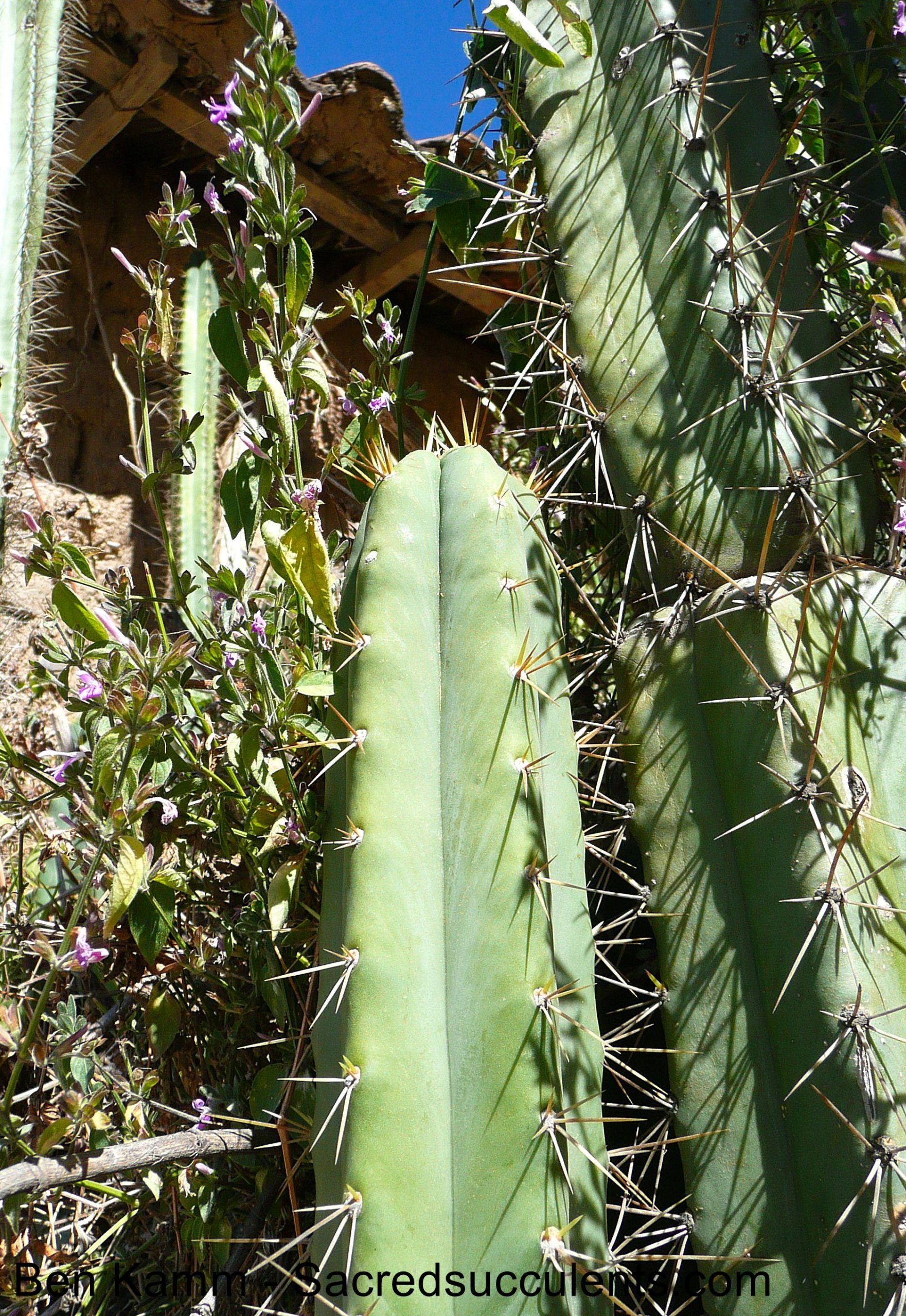 Trichocereus riomizquensis RITTER (Echinopsis) – Trichocereus.net ...