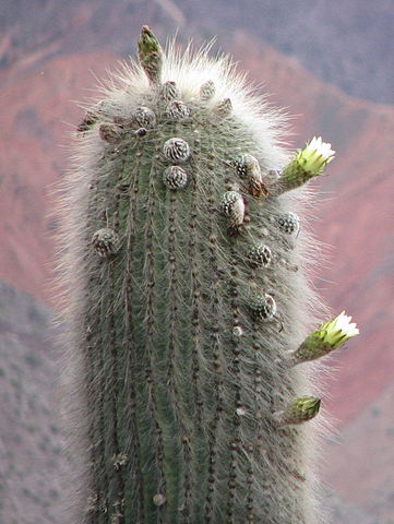 361px-Cardon_Fleurs_cropped Peter Coxhead Mourial – Trichocereus.net ...