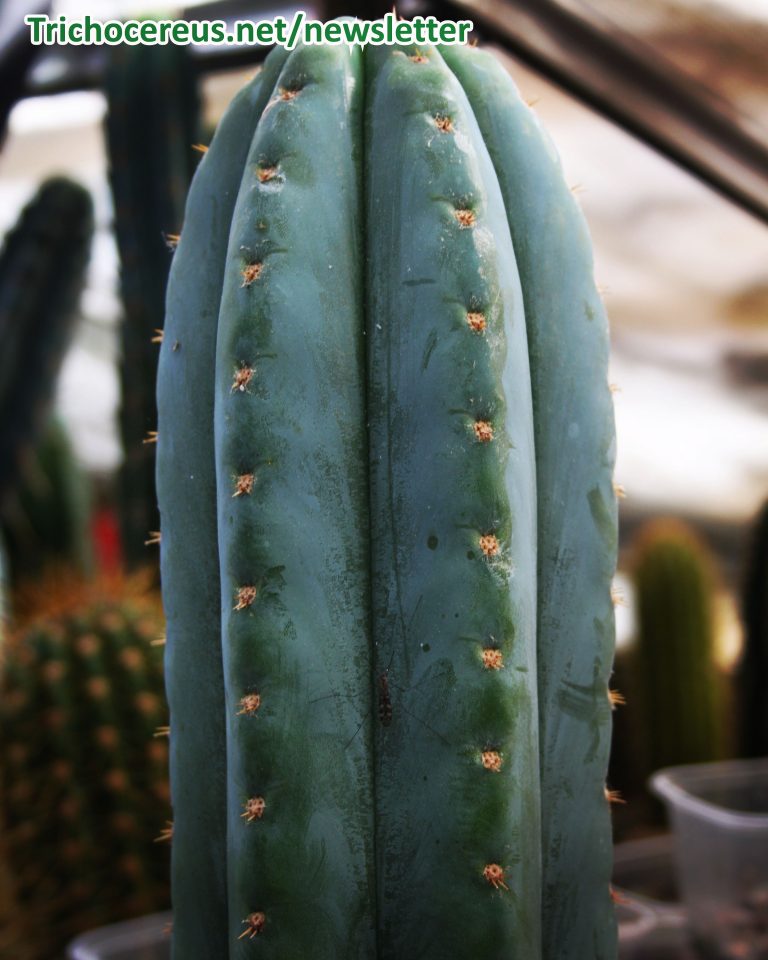 Trichocereus pachanoi (Britton and Rose 1920) Echinopsis pachanoi