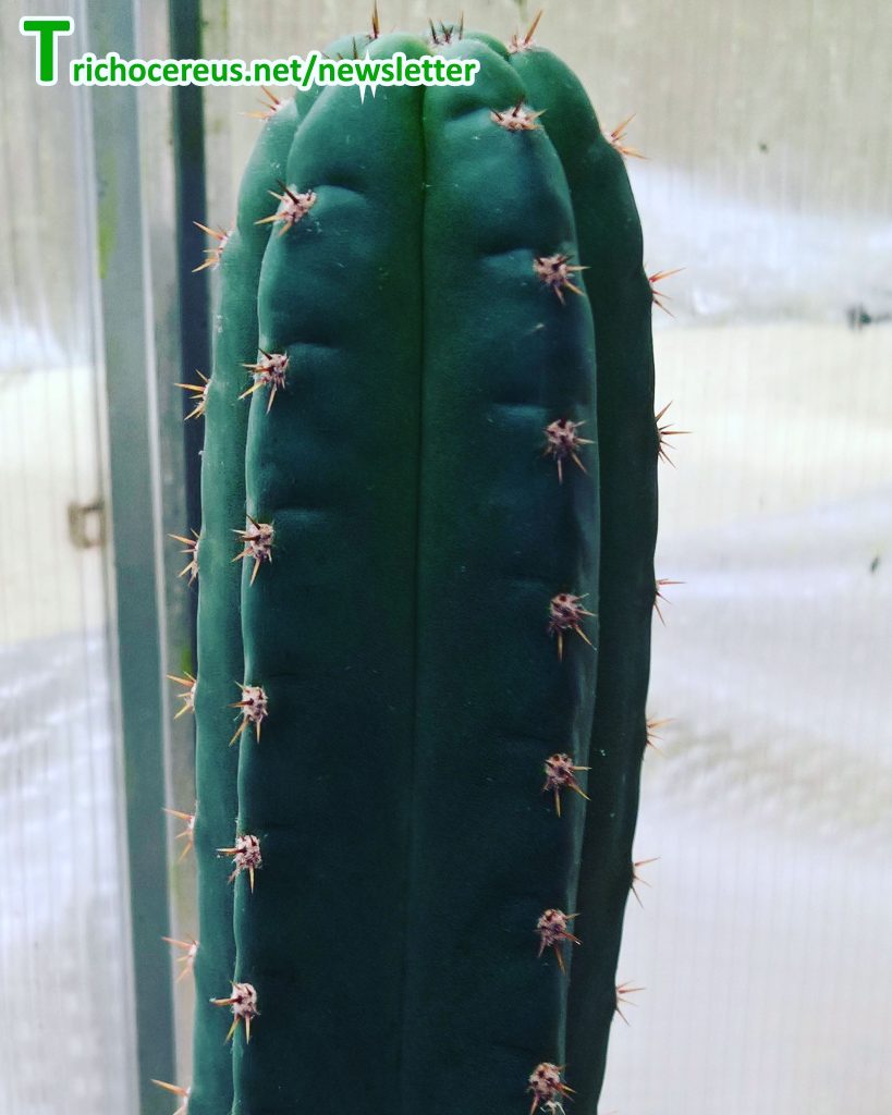 Trichocereus Pachanoi / Echinopsis Pachanoi