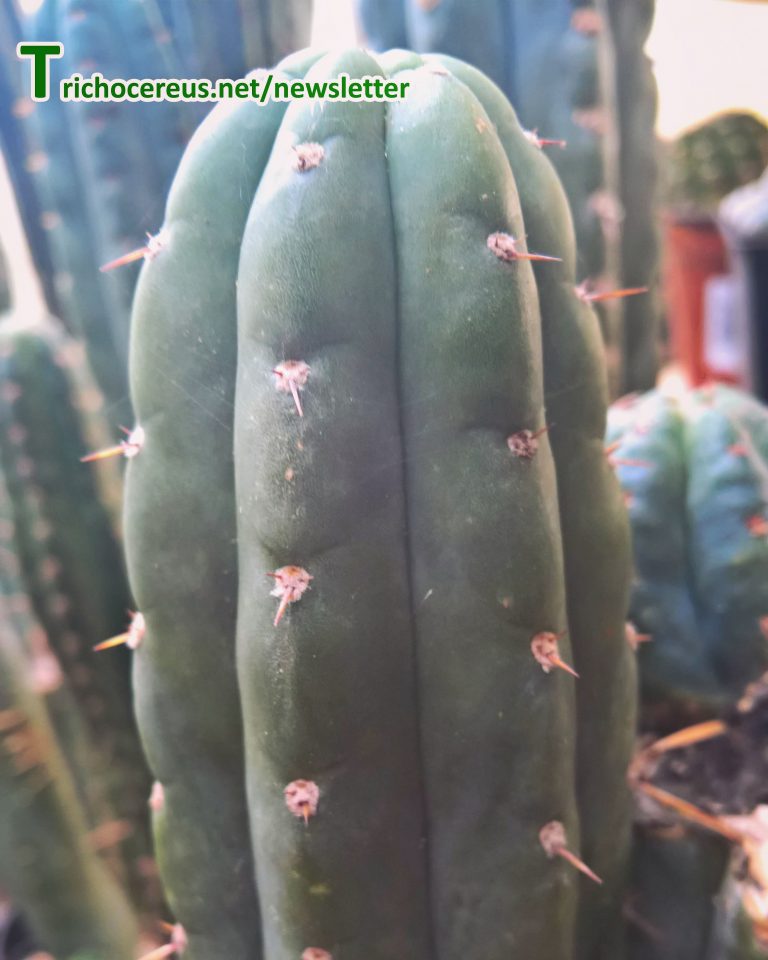Trichocereus pachanoi (Britton and Rose 1920) Echinopsis pachanoi