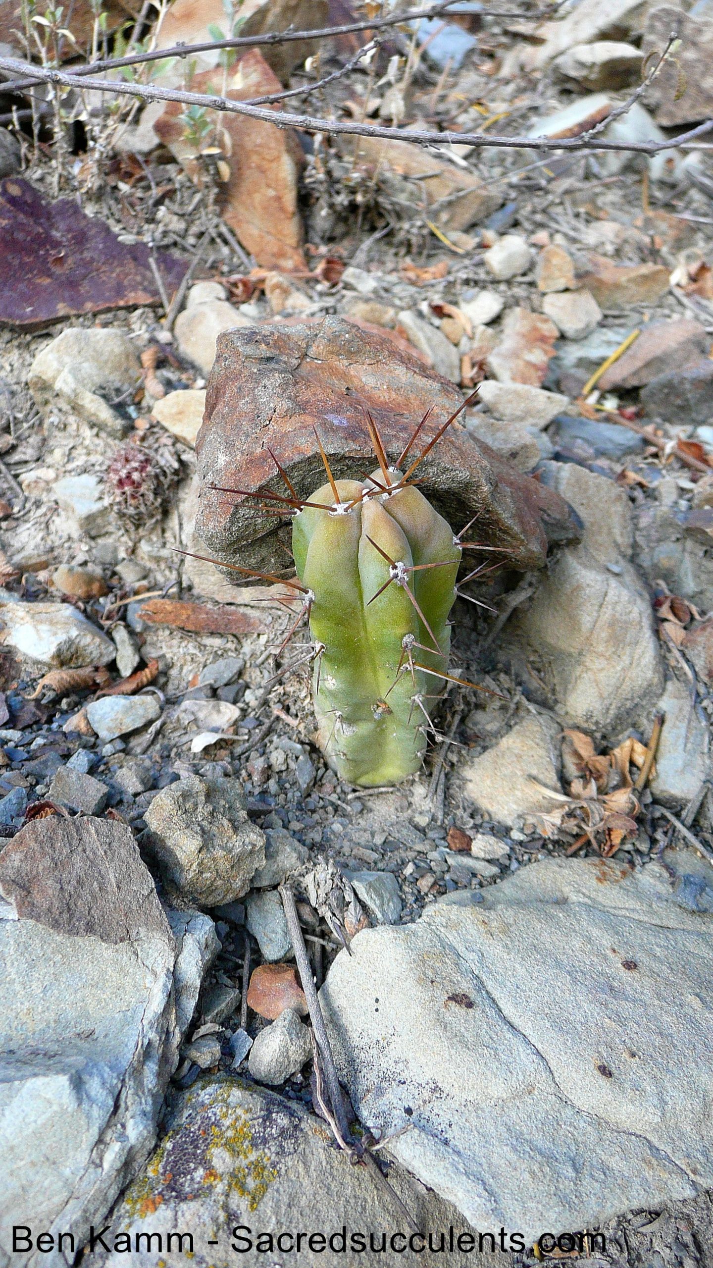 99 Trichocereus bridgesii-baby Achuma, above Huachjilla, La Paz ...