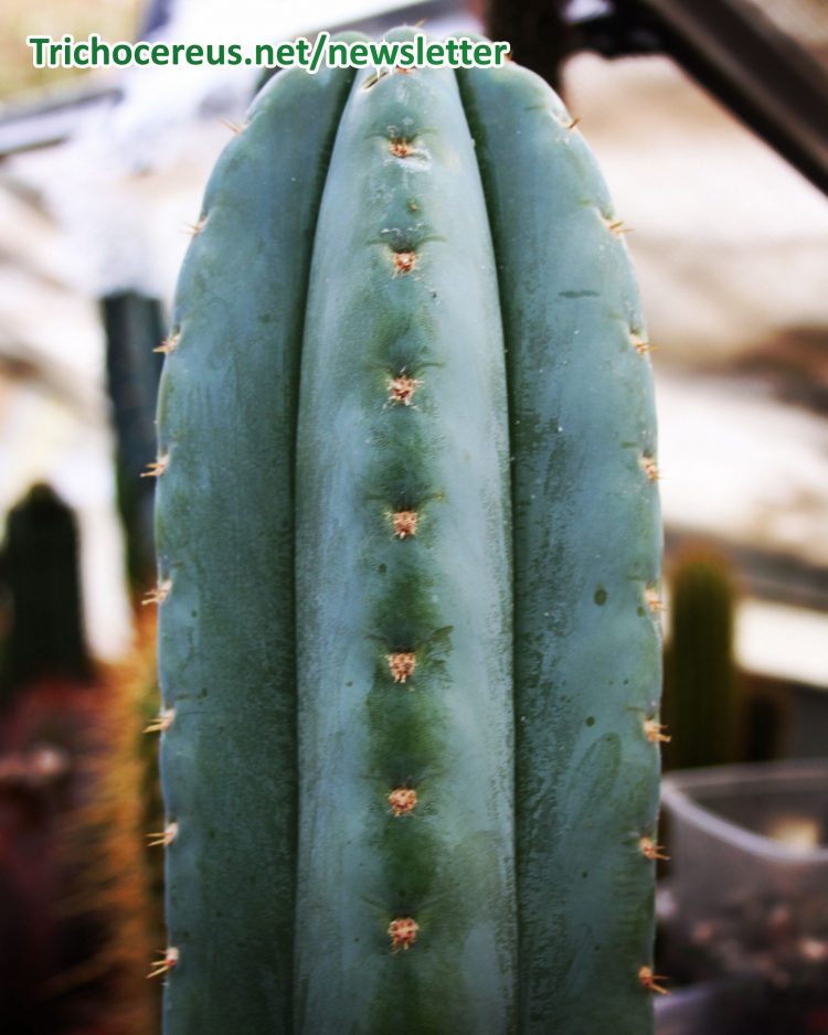 Trichocereus pachanoi (Britton and Rose 1920) Echinopsis pachanoi
