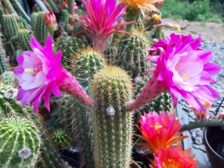 Akersia / Hildewintera Hybrid Otto Schultz – Trichocereus.net – Cactus ...