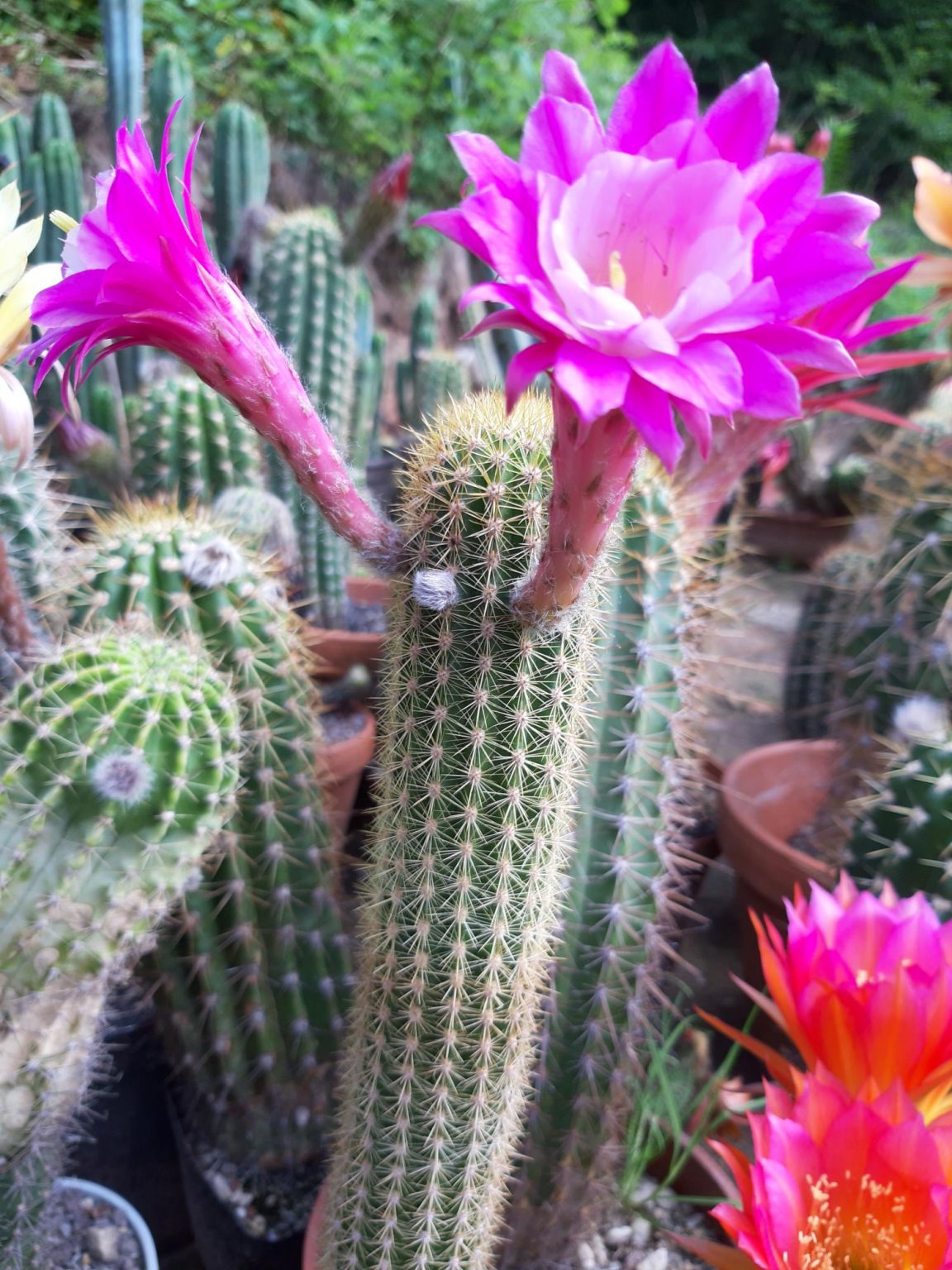 Akersia / Hildewintera Hybrid Otto Schultz – Trichocereus.net – Cactus ...