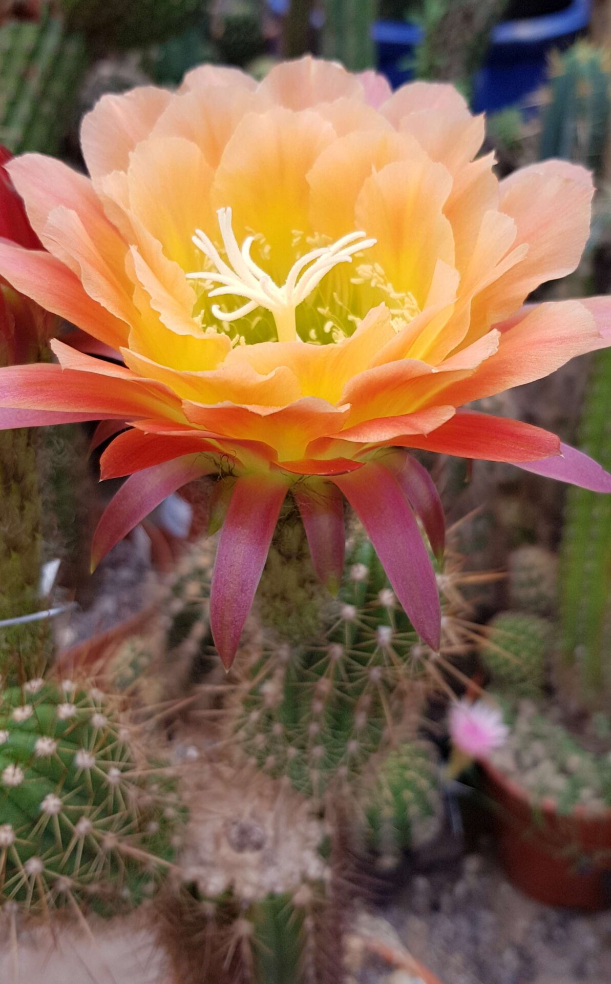 APRICOT GLOW (Echinopsis / Trichocereus) – Trichocereus.net – Cactus ...