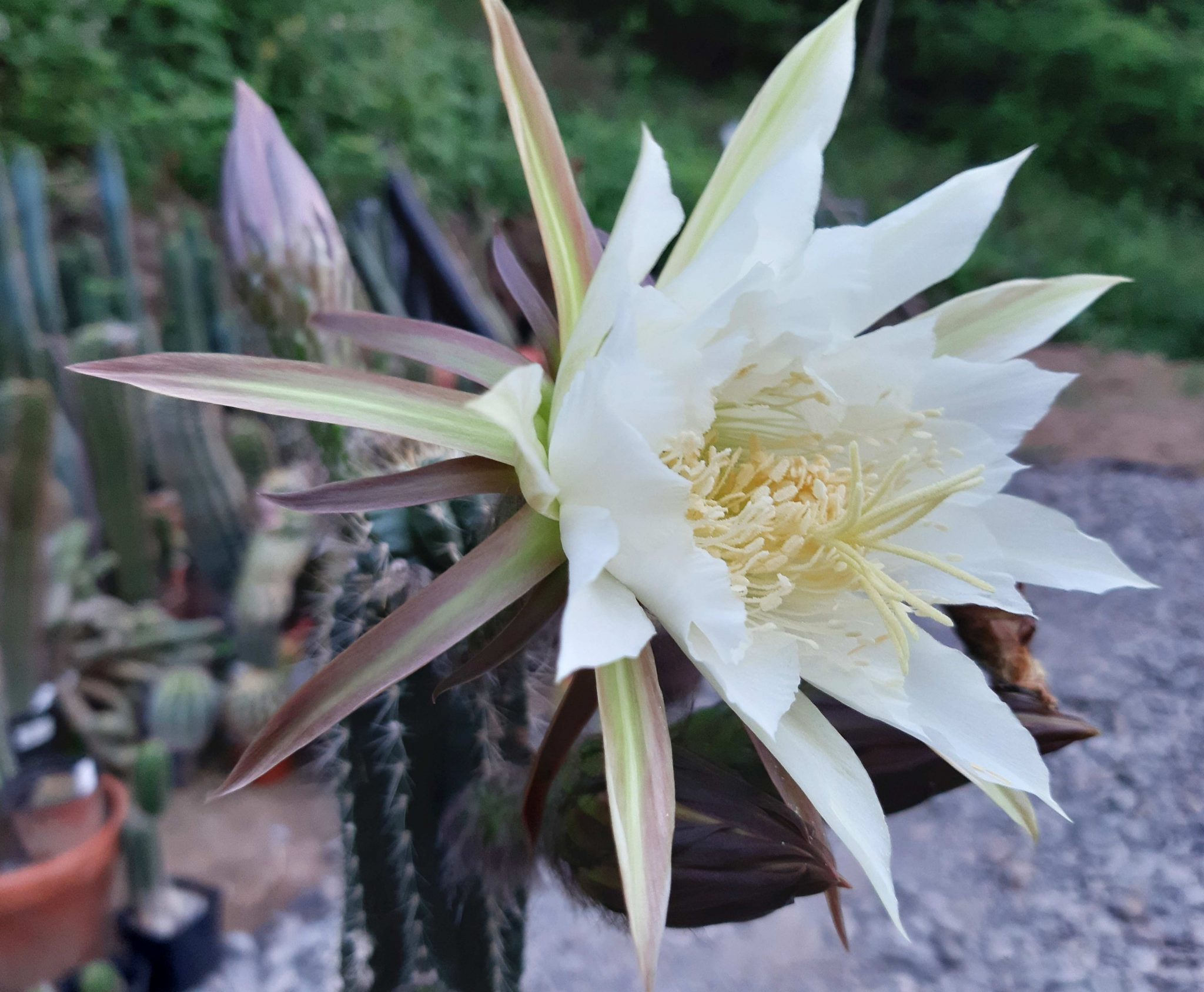 Cactus Seeds Hildewintera Hybrid x Trichocereus arboricola ...