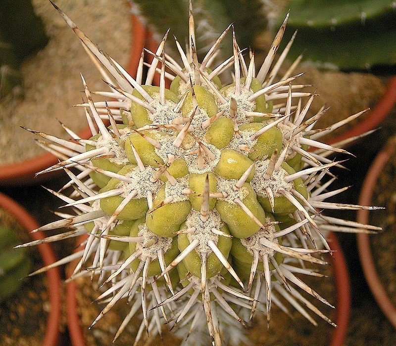 Armatocereus_matucanensis_01_ies | Trichocereus.net