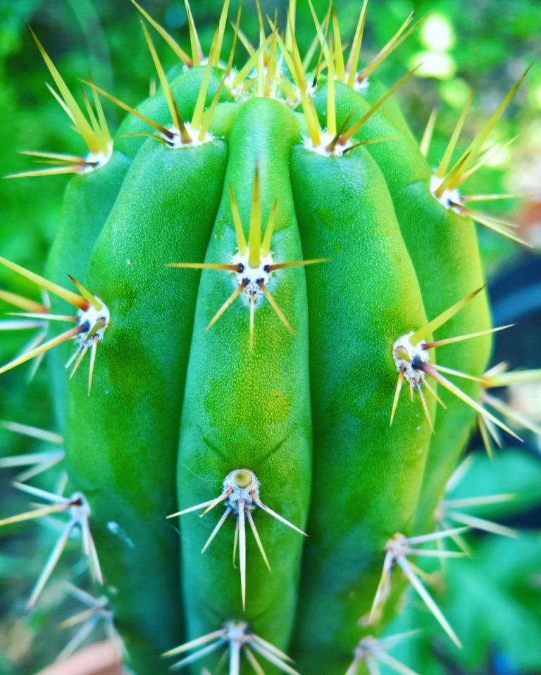 Trichocereus cuzcoensis Echinopsis cuzcoensis