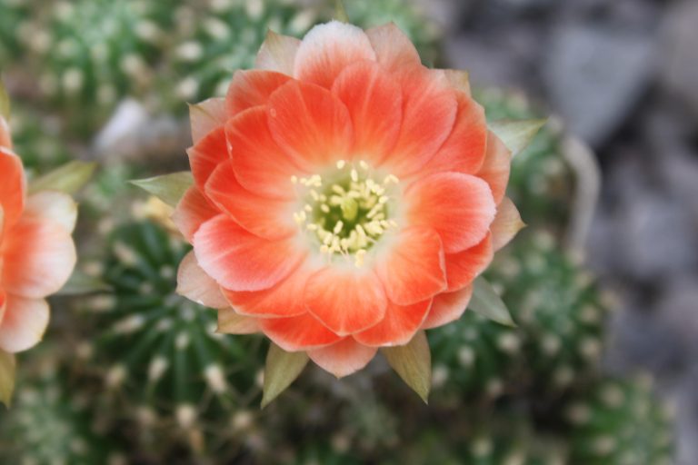 Lobivia Hybrids and Species | Trichocereus.net - Cactus Seeds and Books!