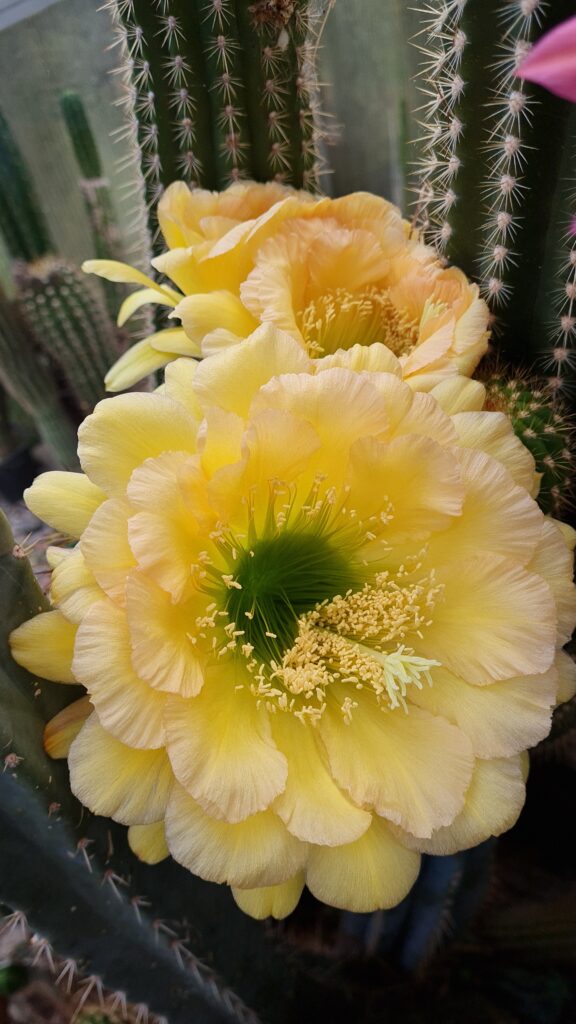 Cactus Seeds 2023 Season Pack (30 different crosses) – Trichocereus.net ...