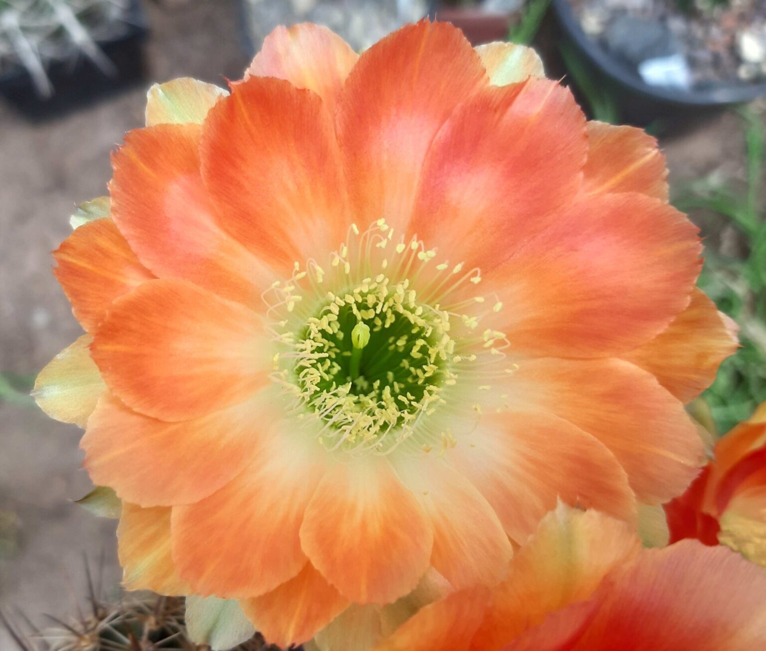 Lobivia densispina Hybrid / Echinopsis densispina – Trichocereus.net ...