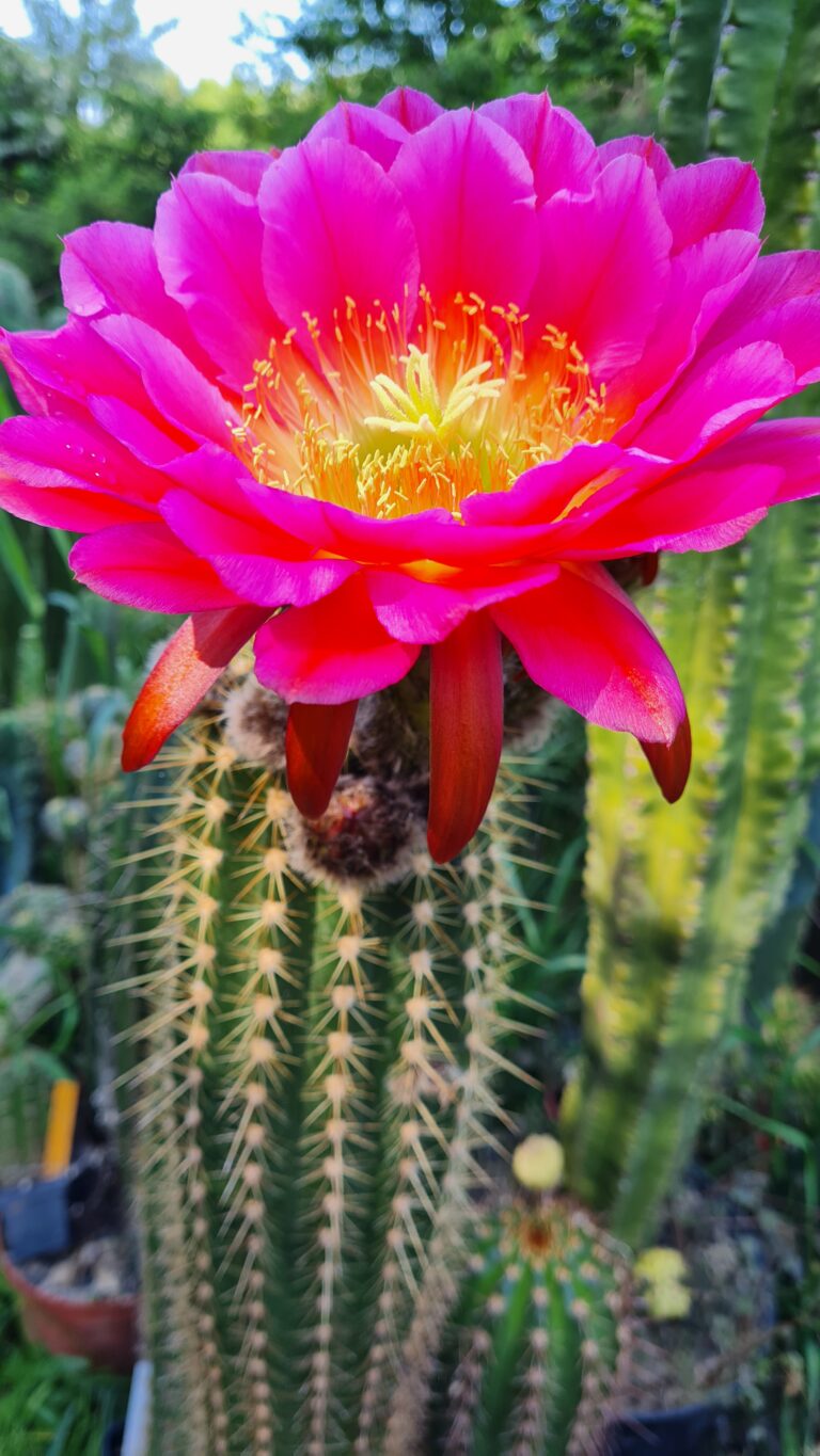 Cactus Seeds 2023 Season Pack (30 different crosses) – Trichocereus.net ...