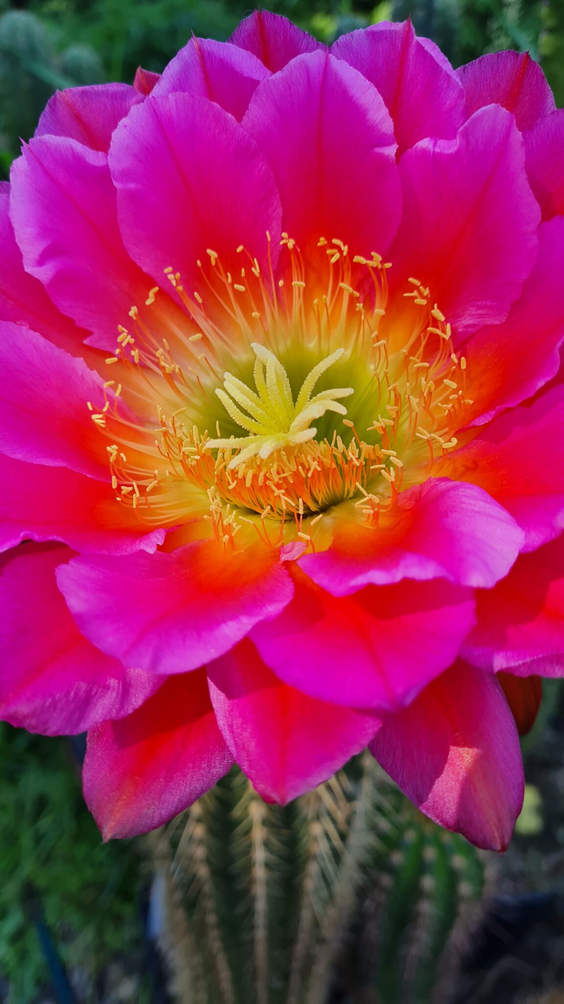 Cactus Seeds 2023 Season Pack (30 different crosses) – Trichocereus.net ...