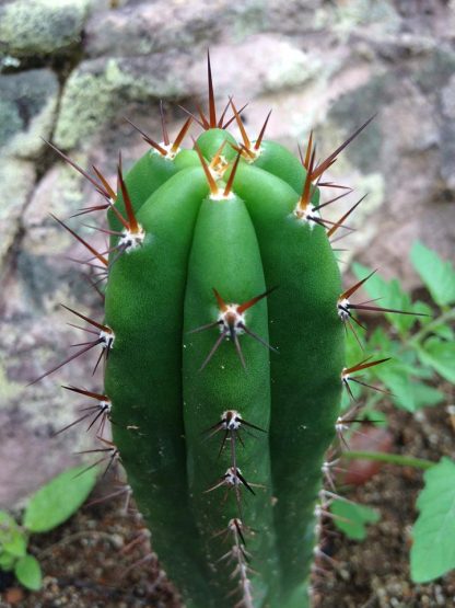 Chavín de Huántar: Trichocereus santaensis & El Lanzon – Trichocereus ...