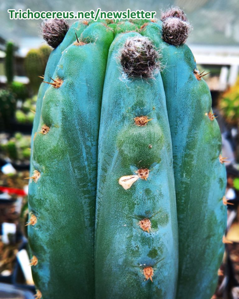Trichocereus Pachanoi / Echinopsis Pachanoi