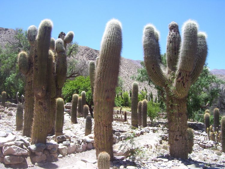 Trichocereus tarijensis / Echinopsis tarijensis – Trichocereus.net ...
