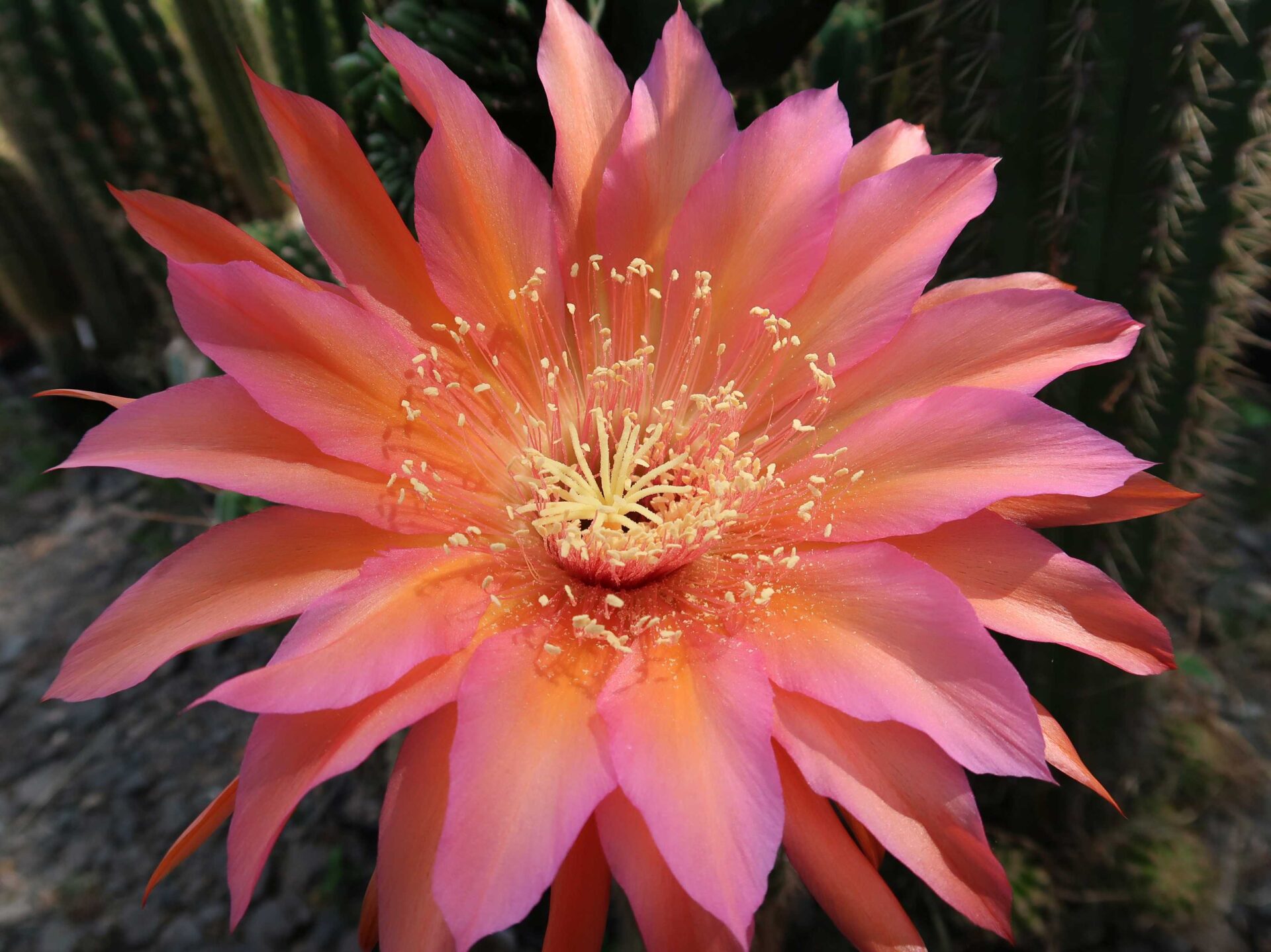 Trichocereus.net | Falsche Feuerzauber 21 cm x CLAW