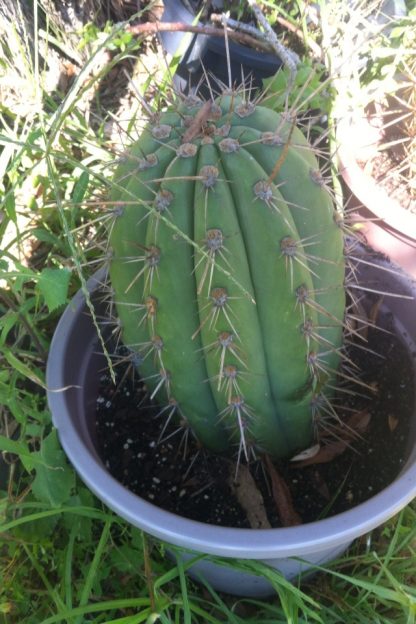 Trichocereus validus / Echinopsis valida – Trichocereus.net – Cactus ...