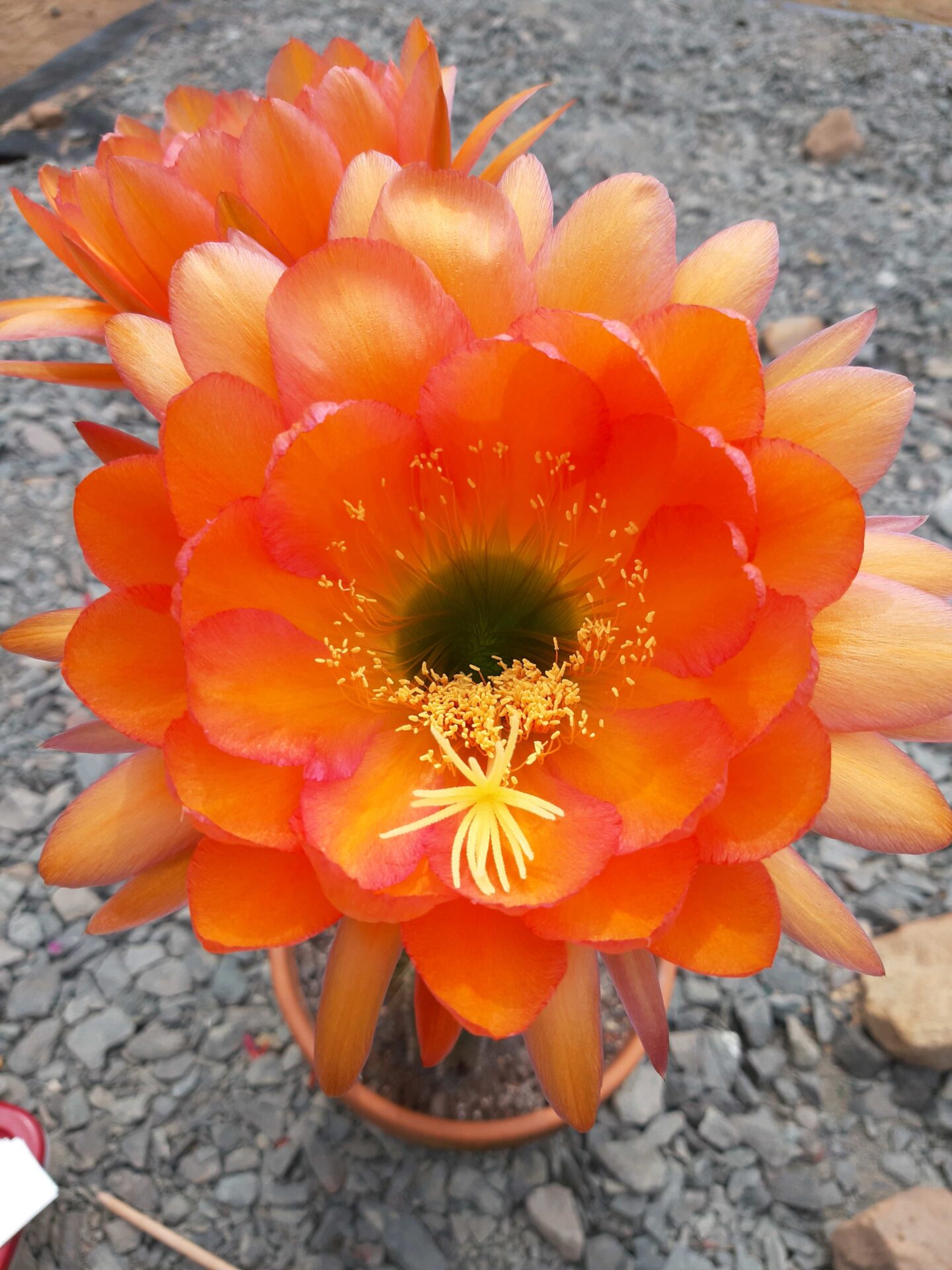 Trichocereus.net - Cactus Seeds (Flying Saucer x Cantora) x CTAG