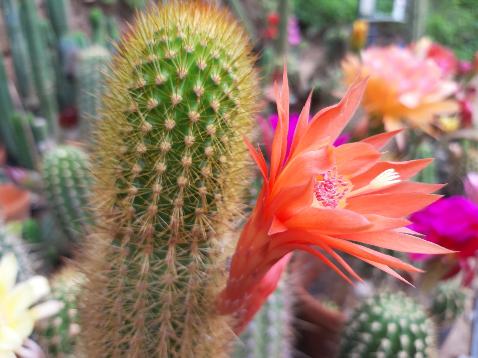 Hildewintera Hybrid MONTEZUMA Cleistocactus Flower – Trichocereus.net ...