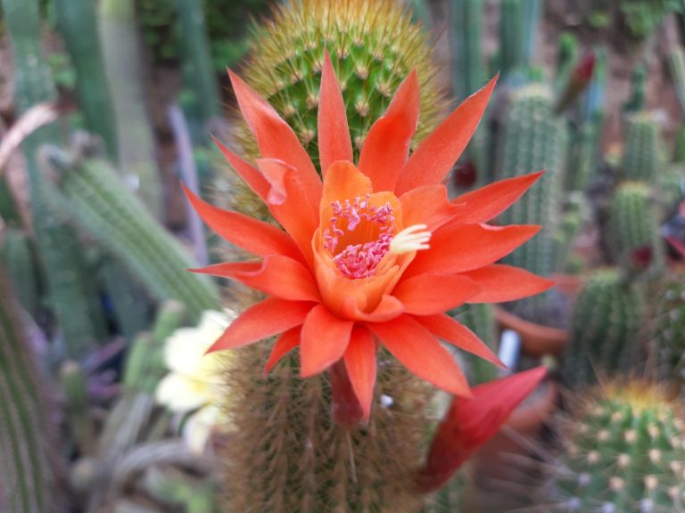 Hildewintera Hybrid MONTEZUMA Cleistocactus Flower – Trichocereus.net ...